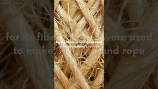 George Washington S Secret Hemp Farming The Shocking Truth The Dad S ...