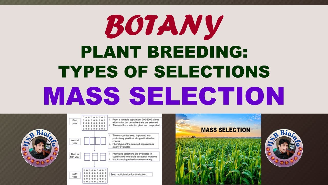 What Is Mass Selection In Plant Breeding At Kathleen Lawson Blog