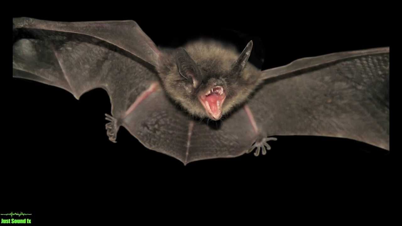 Bats Sound Youtube