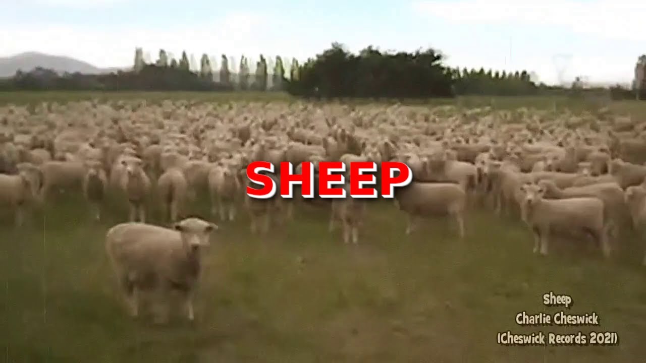 Sheep Youtube