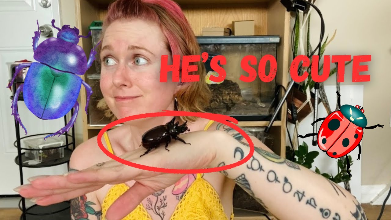 Unboxing The Cutest Beetle Ever Youtube