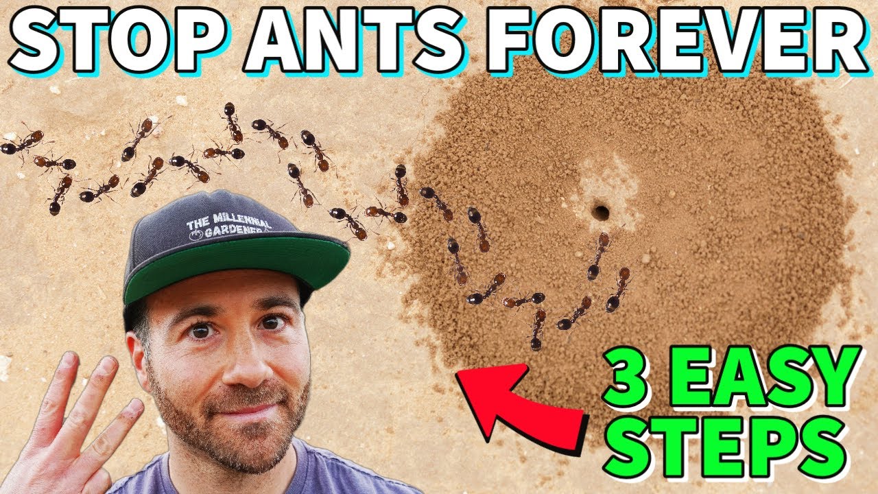 Make Your Yard Ant Free Forever In 3 Easy Steps Youtube