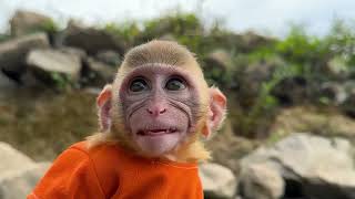 Monkey Bubu Play With Rainbow Ice Cream Truck And Play With Friend In ...