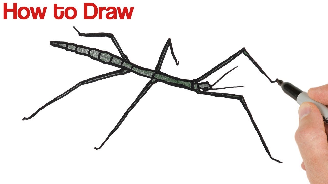 How To Draw A Stick Insect Step By Step Infoupdate Org