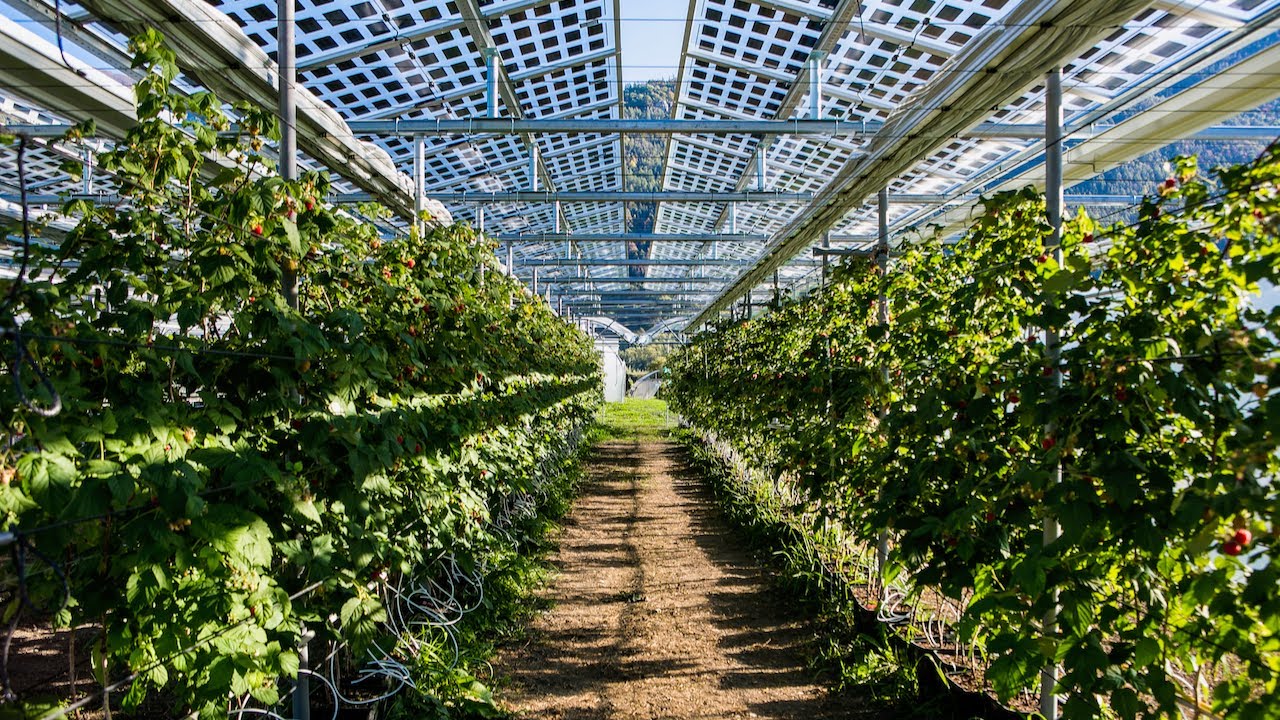 Insolagrin Dynamic Agrivoltaic Solution Youtube