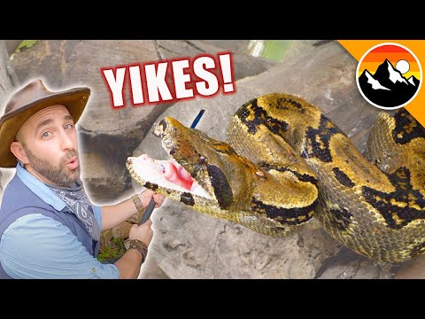Big Angry Snake Can It Be Rescued Youtube