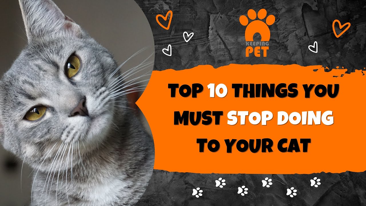 Top 10 Things You Must Stop Doing To Your Cat Housepetscare