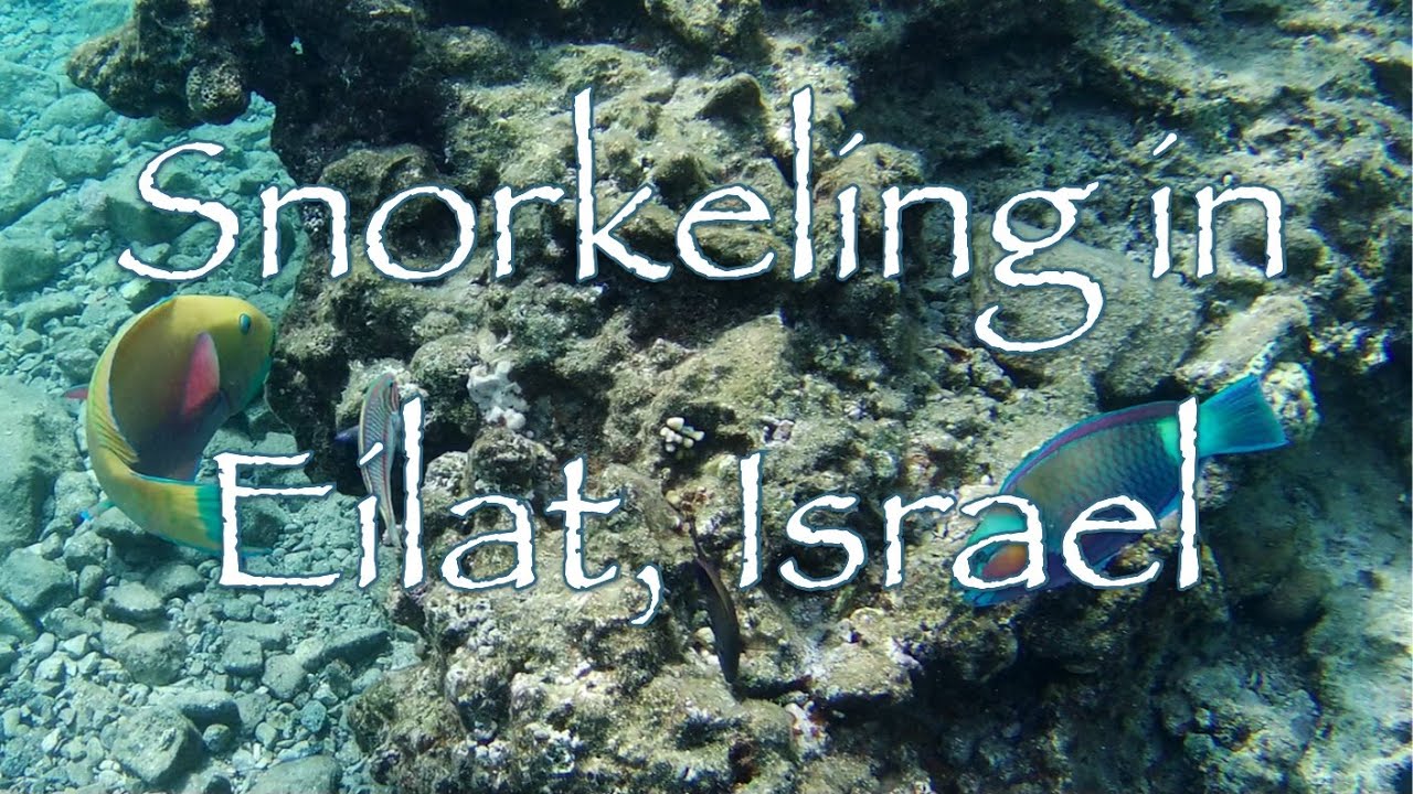 Snorkeling At Coral Beach In Eilat Israel With Fish Identification
