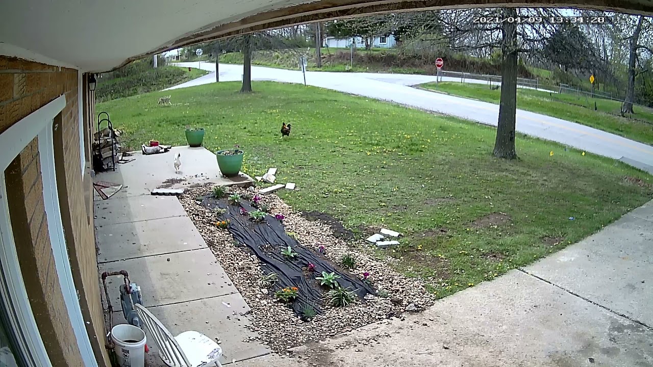 Rooster Protects Flock Youtube