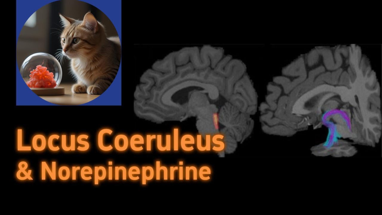 Locus Coeruleus Usmle Step 1 Uworld Questions Nervous System