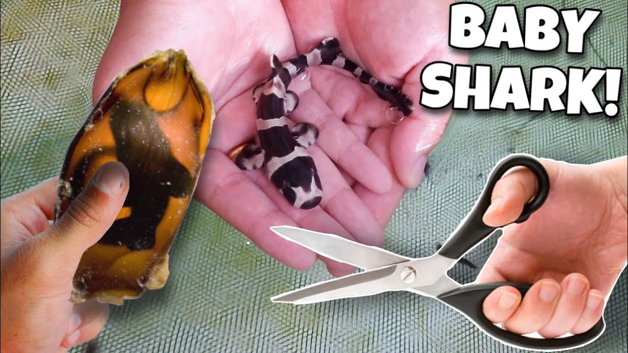Finally Hatching My Shark Egg Youtube