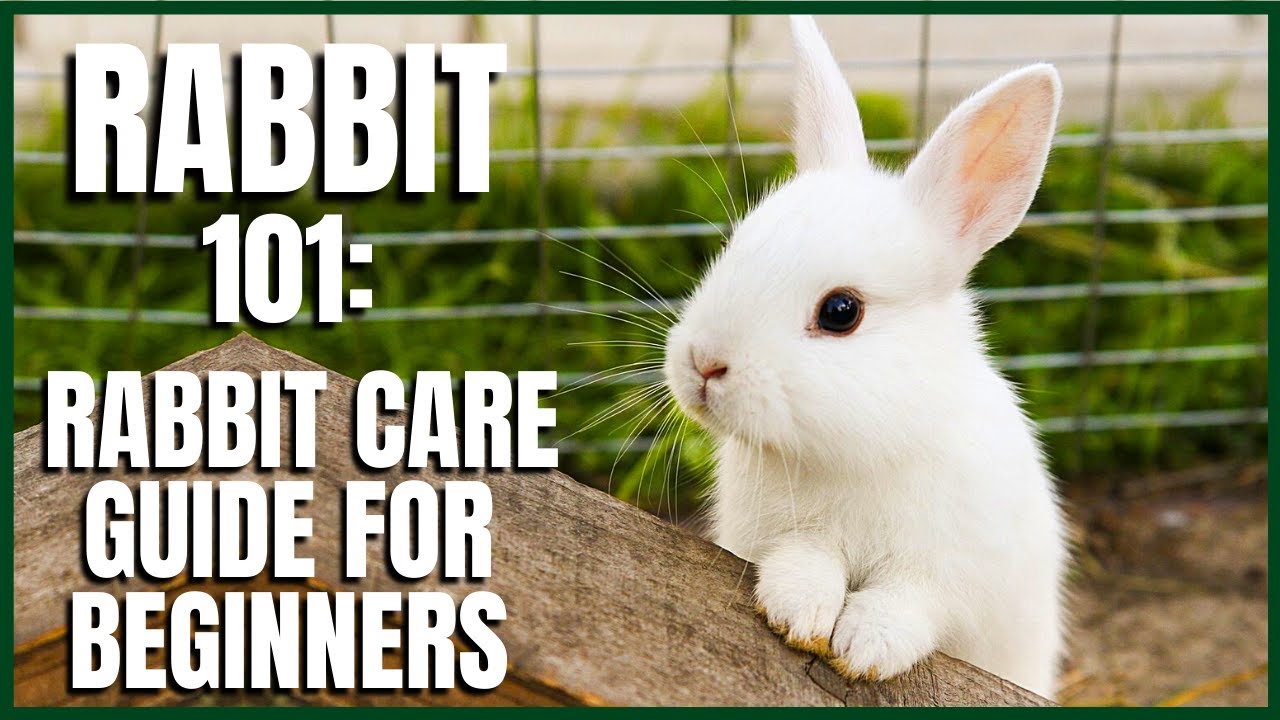 Rabbit 101 Rabbit Care Guide For Beginners Housepetscare