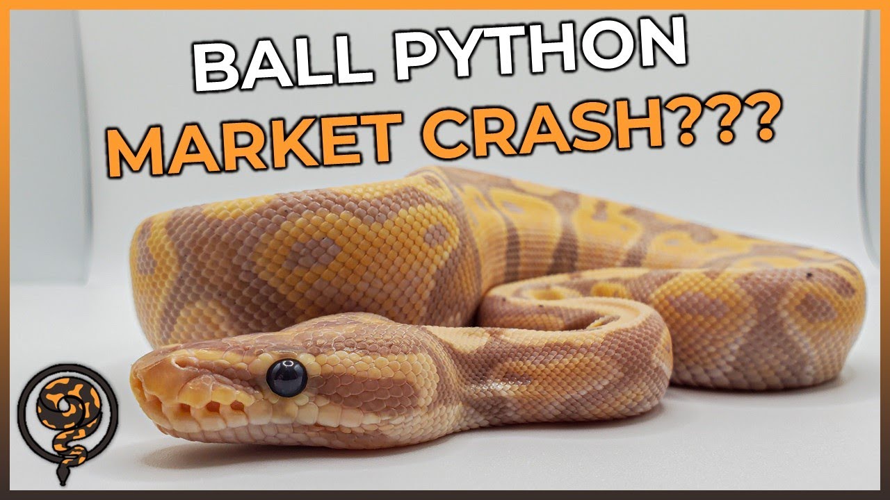 Is The Ball Python Market Crashing Youtube