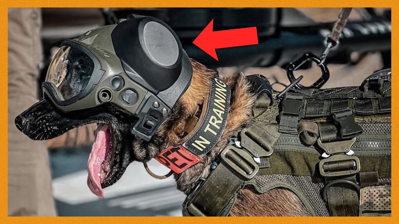 Top 10 Smartest Dogs рџђ Youtube