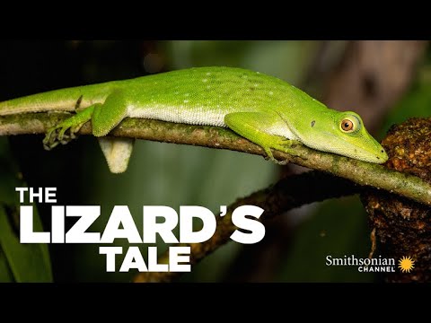 The Lizard S Tale 101 Meet The Anoles Youtube