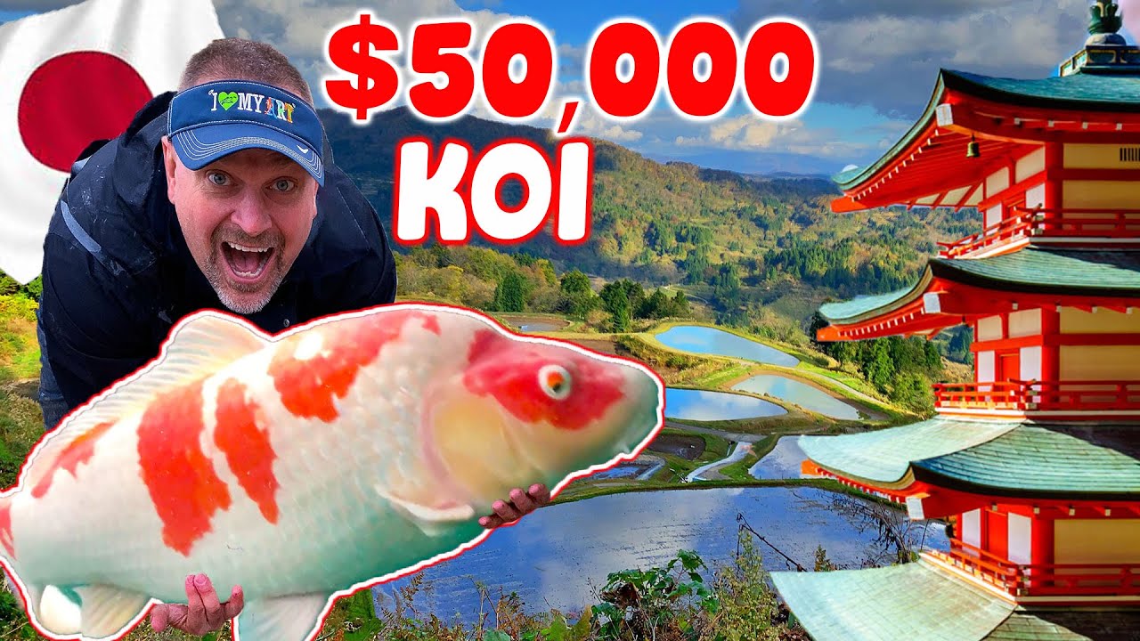 You Gotta See The Best Koi In The World Youtube
