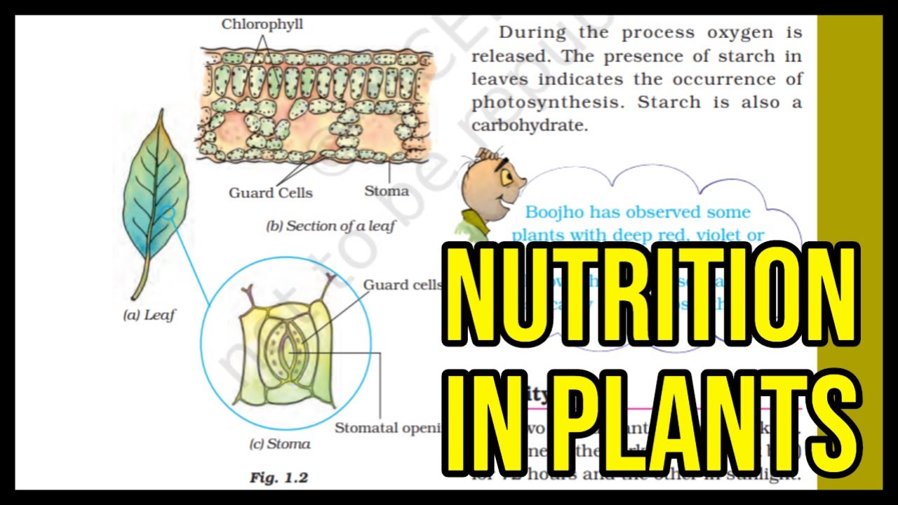 Nutrition In Plants Class 7 Science Modes Of Nutrition