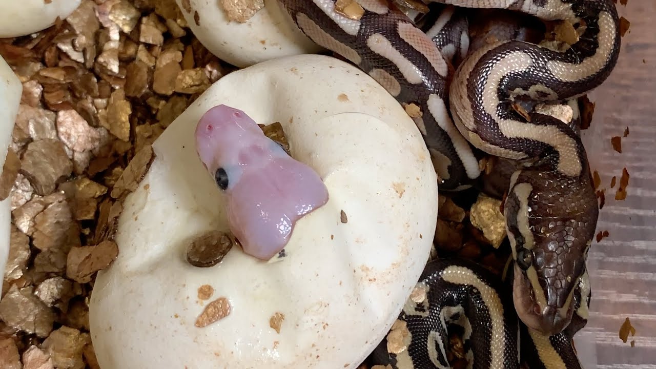 Cutting Our First Ball Python Clutch Lesser Mojave X Mystic