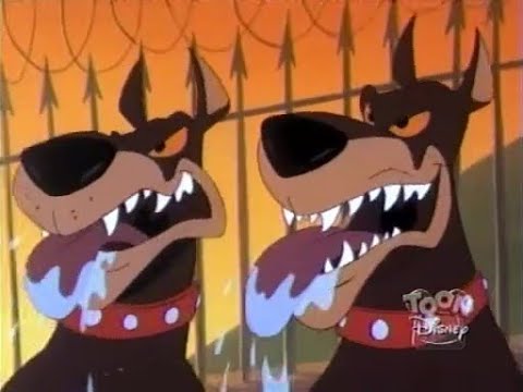 Quack Pack Doberman Youtube