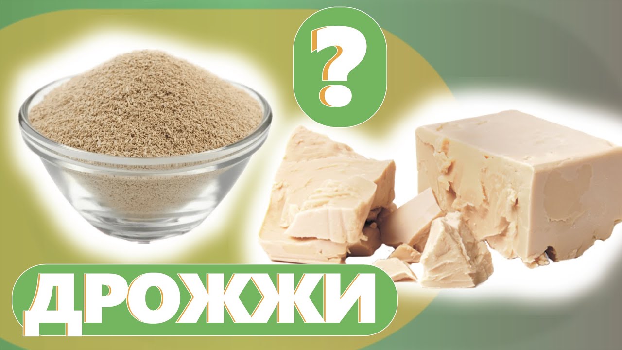 как пересчитать дозировку дрожжей сухие Vs свежие как открыть пекарню