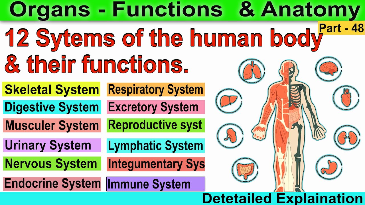 List Three Organ Systems And Their Primary Functions Infoupdate Org
