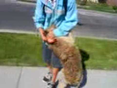 Funny Dog Sucks Dick Lmfao Youtube