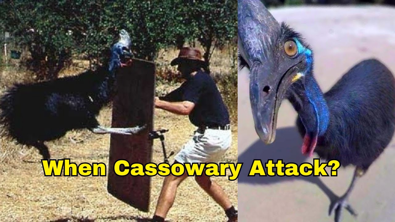 When Cassowary Attack Dangerous Cassowary Bird Thefancymango Youtube