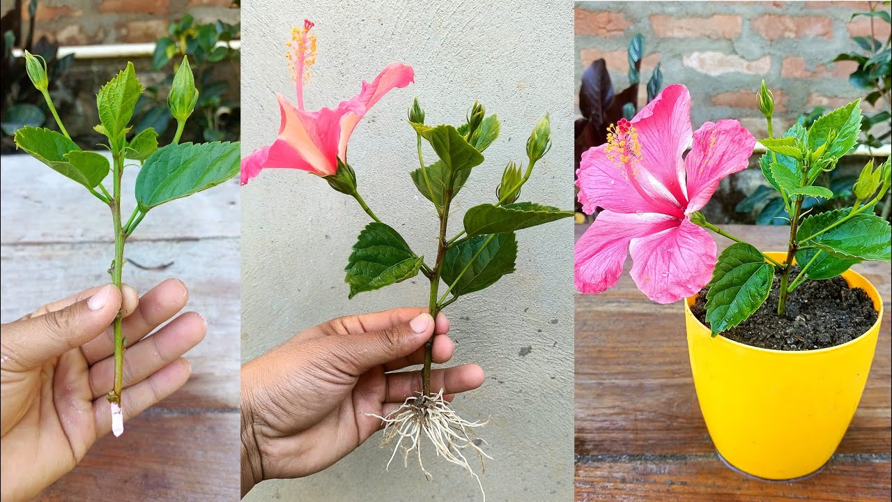 How To Propagate Hibiscus Leaf At Fred Morales Blog