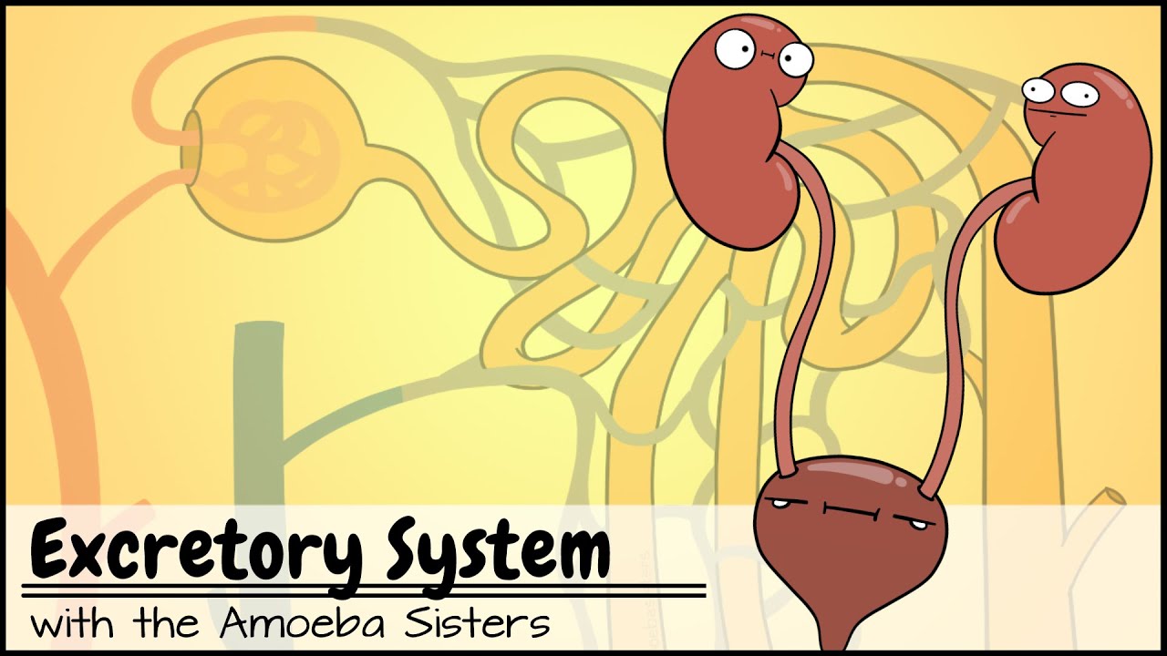 Excretory System And The Nephron Go It