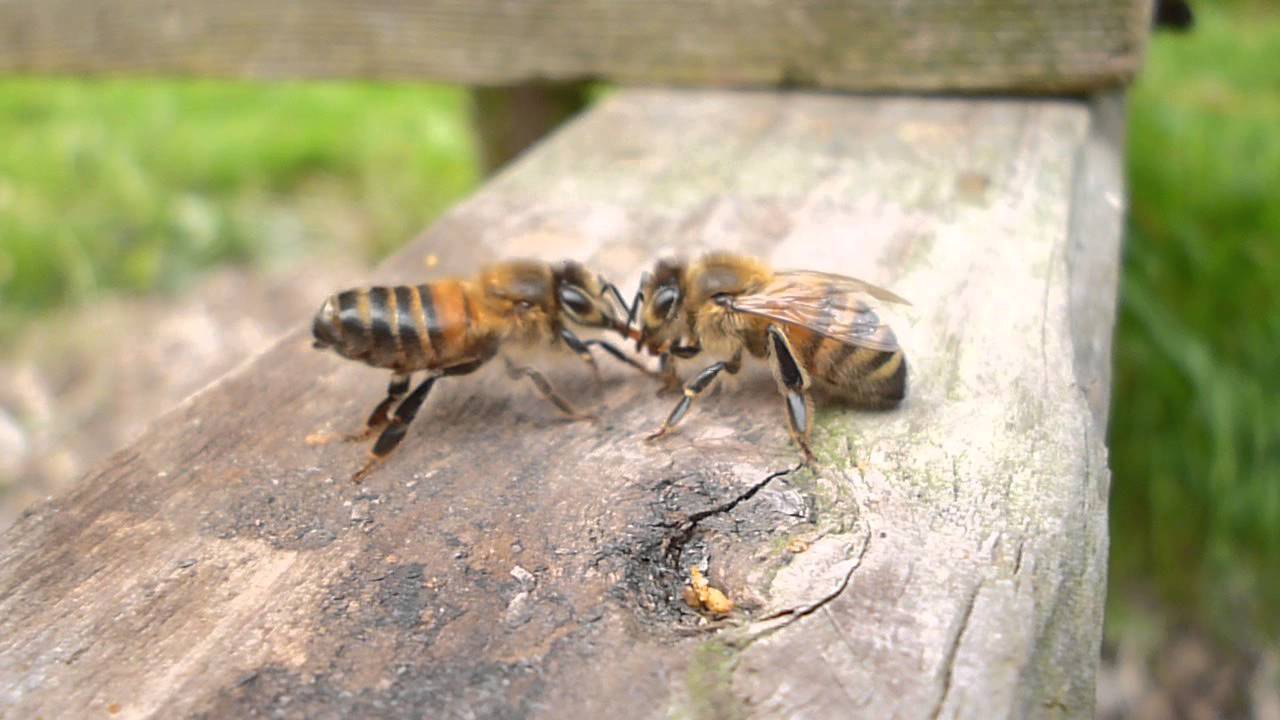 Gatsbees Trophallaxis Youtube