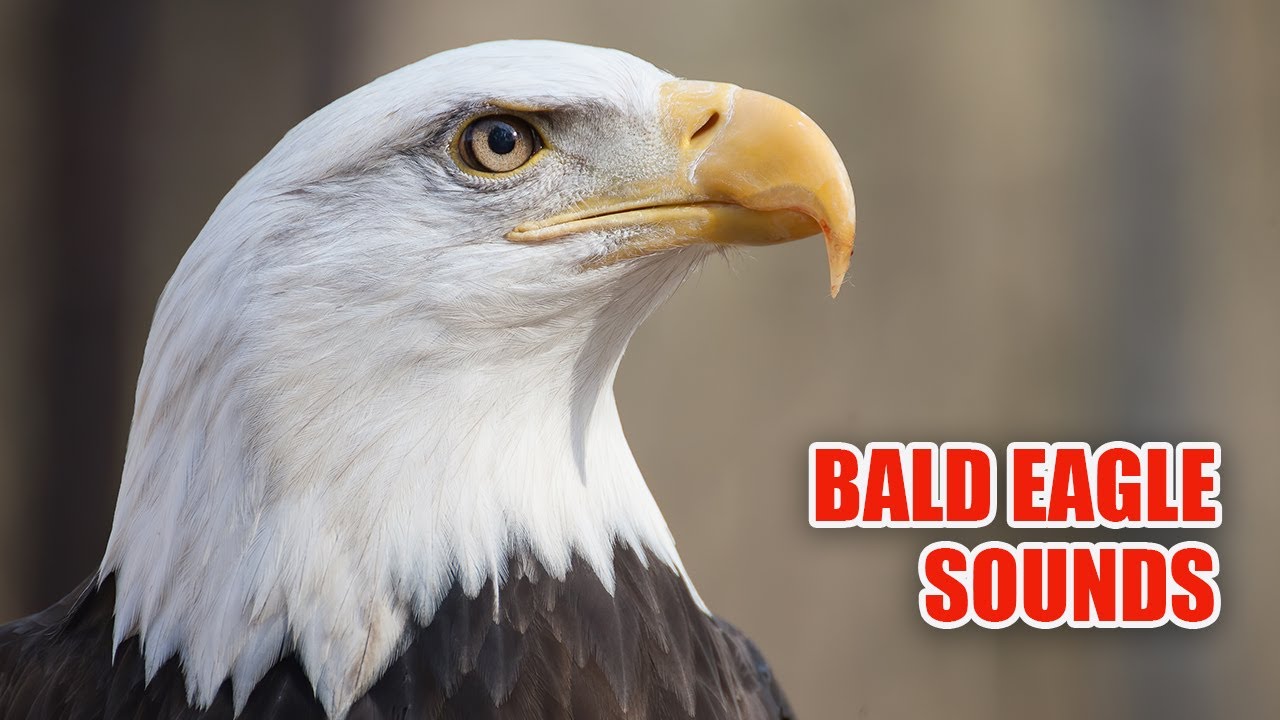 Eagle Sounds рџ Bald Eagle Sound Effects Youtube