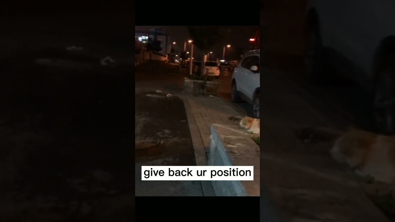 Dog Caring Cat Dog Family Housepetscare