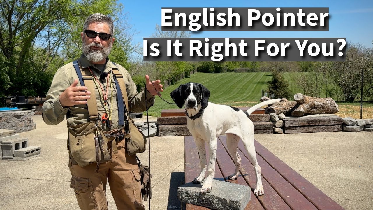 English Pointer Is It Right For You Youtube