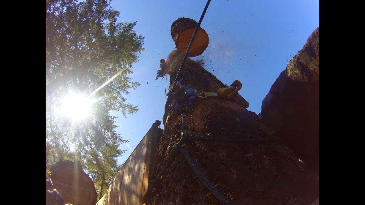 Tree Rigging Youtube