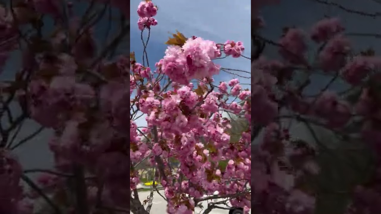 Flowers Trees Youtube