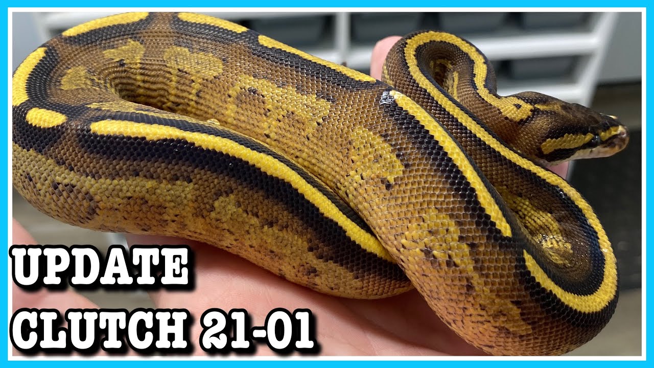 Clutch Update 21 01 Blackhead Ivory X Specter Ball Python