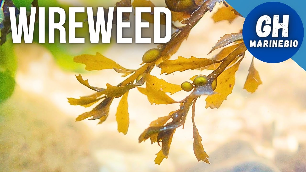 Species Spotlight Wireweed Sargassum Muticum Youtube