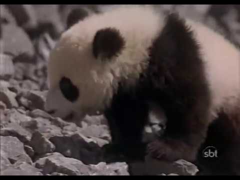 Meu Amigo Panda 1995 Tvrip Sbt Dublado Som De Vera Cruz Rj Youtube