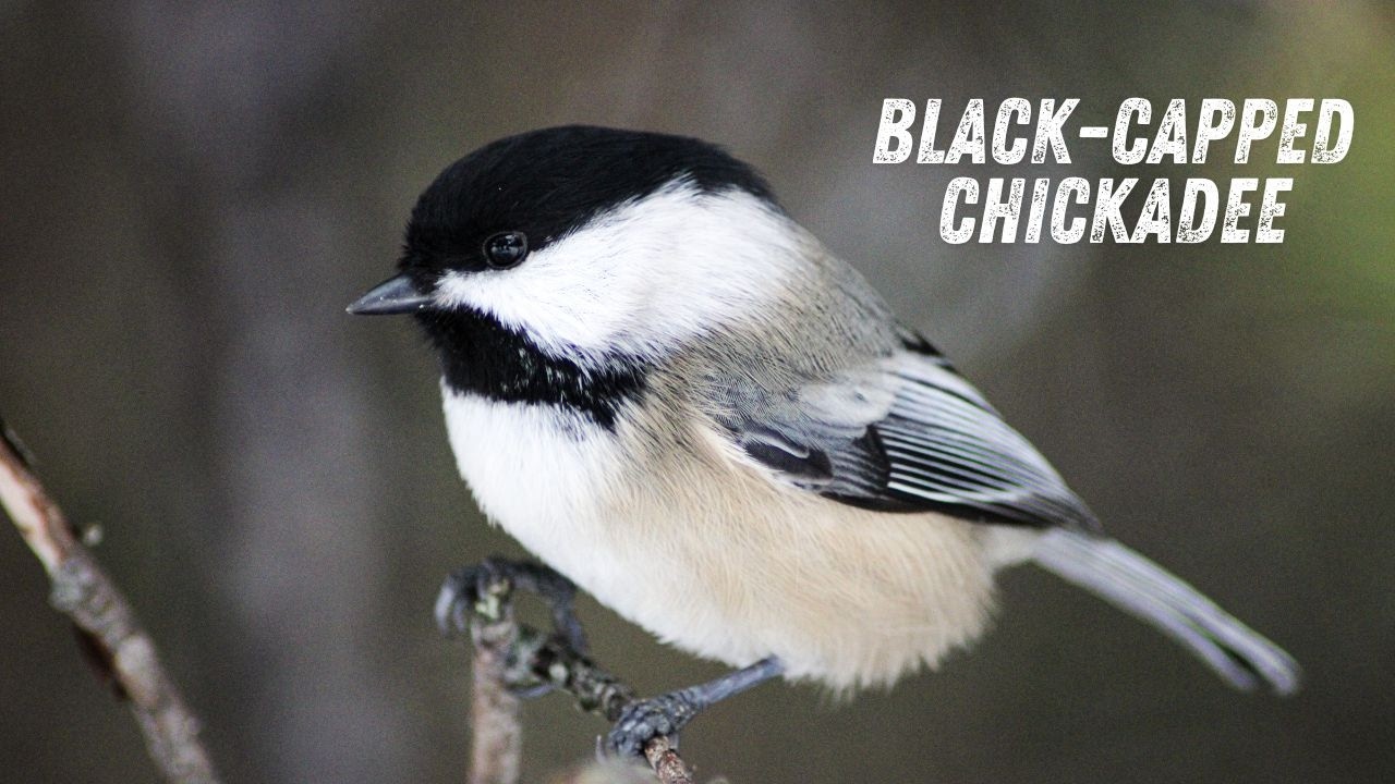 Black Capped Chickadee Call Real Bird Sound Song In Nature Youtube