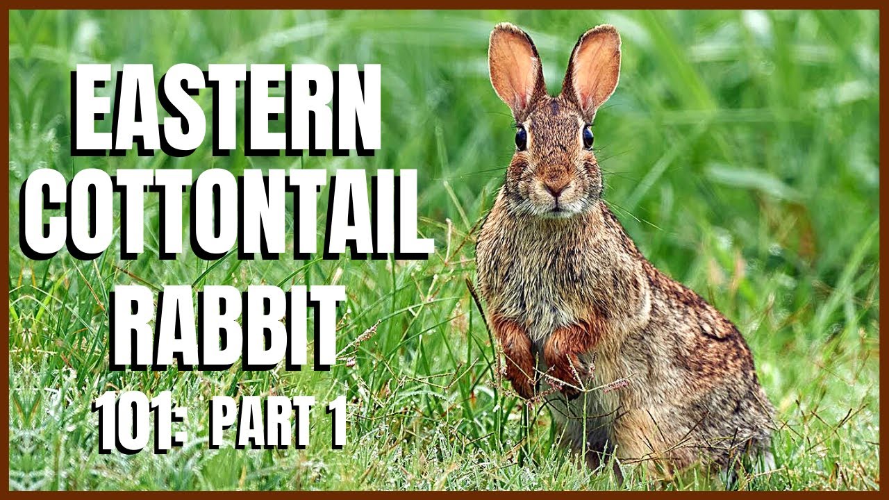 Eastern Cottontail Rabbit