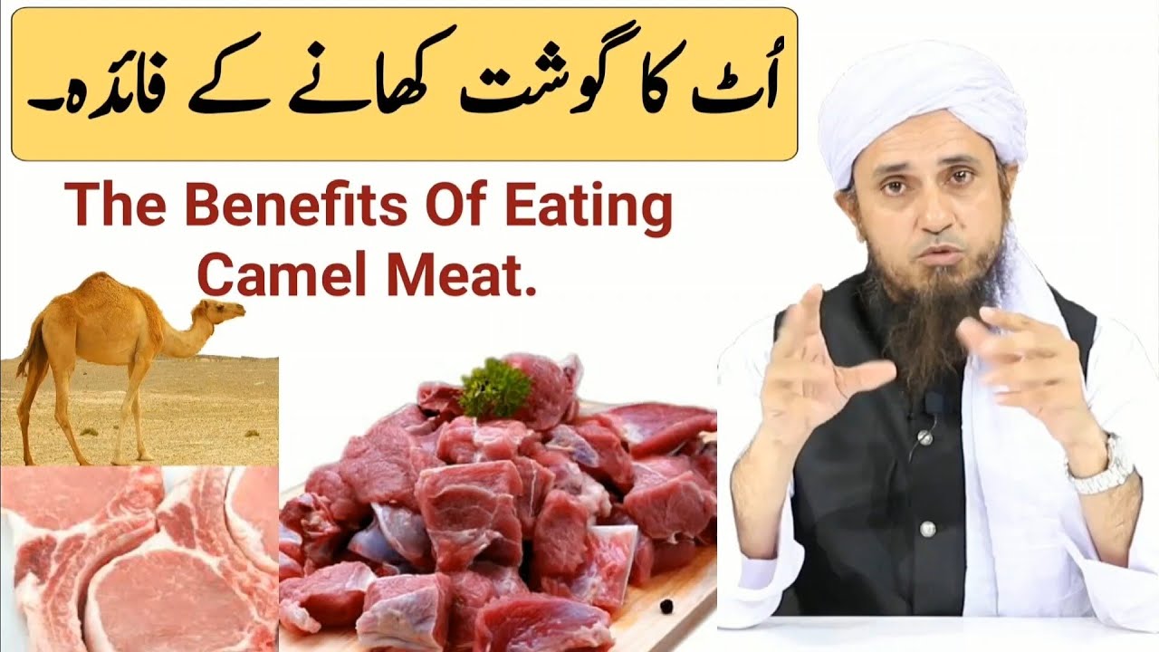 The Benefits Of Eating Camel Meat Mufti Tariq Masood Islamic Noor