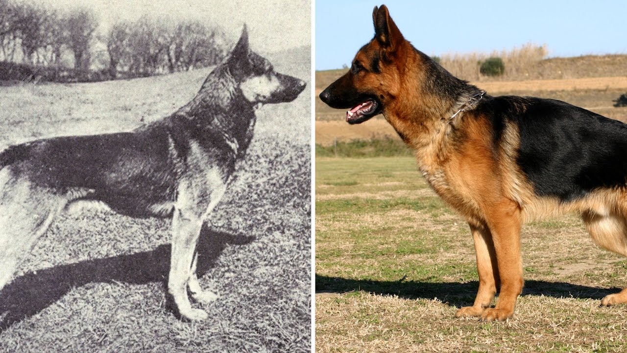 Here S What Popular Dog Breeds Looked Like Before And After 100 Years