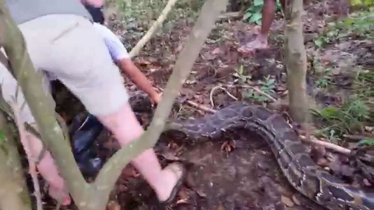 Burmese Python Youtube