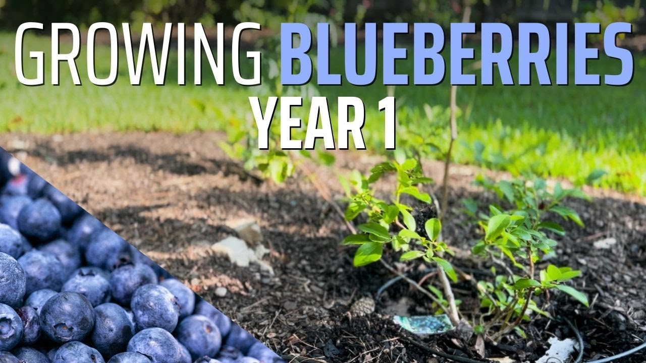 New Blueberry Patch Update First Year Care Youtube
