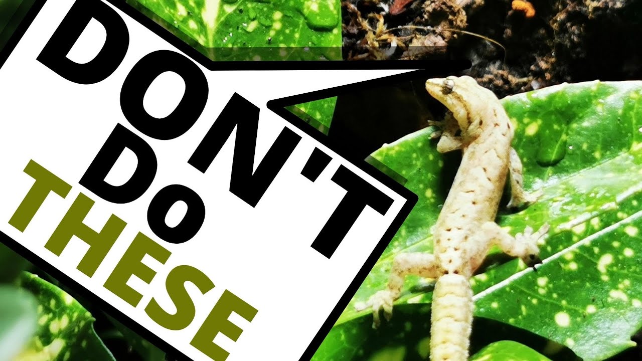 6 Mourning Gecko Care Mistakes Youtube