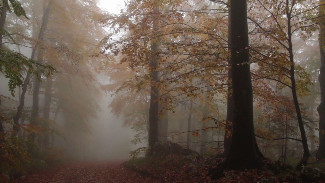 Relaxing Autumn Forest Leaves Falling From Trees Fog And Rain In