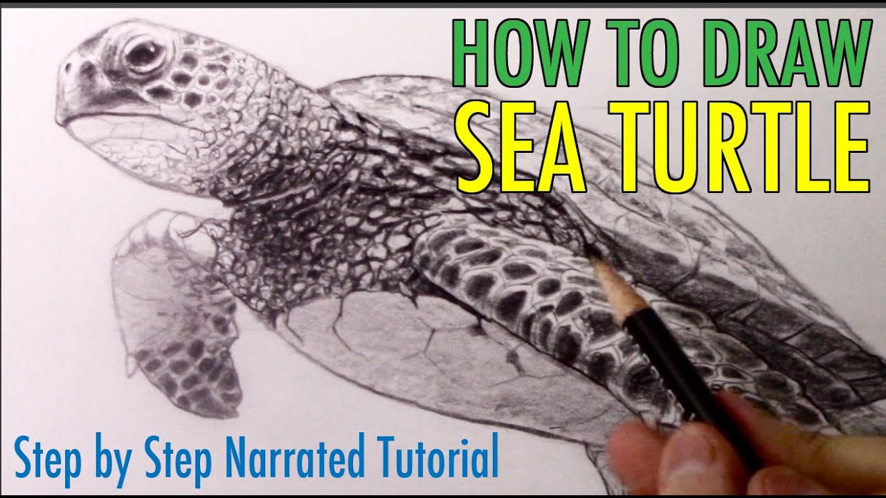 How To Draw A Sea Turtle Youtube