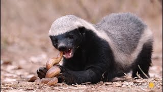 Honey Badgers Are Bad General Discussion Ar15 Com