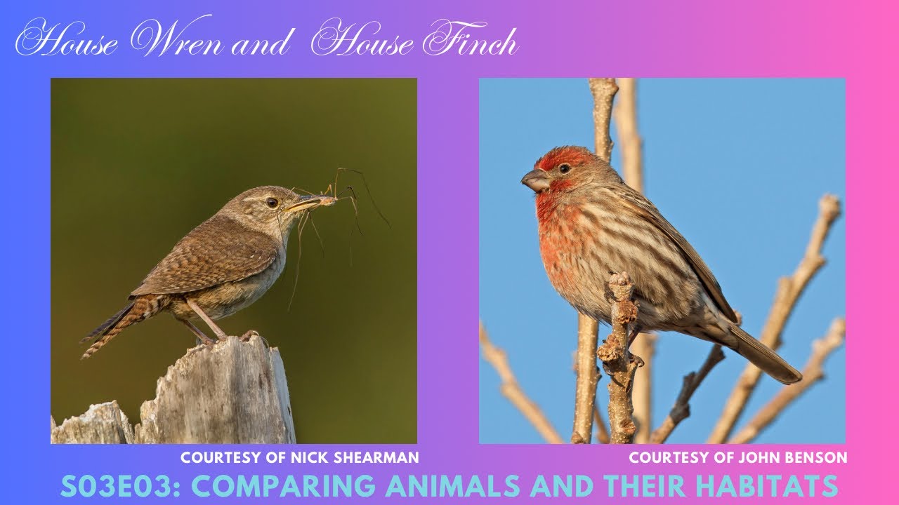 Comparing The House Wren And House Finch Youtube