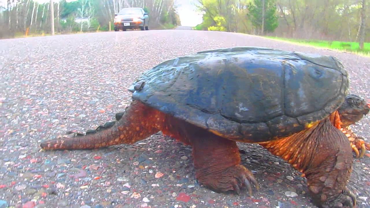 Snapping Turtle Crosses The Road Massive Claws Youtube